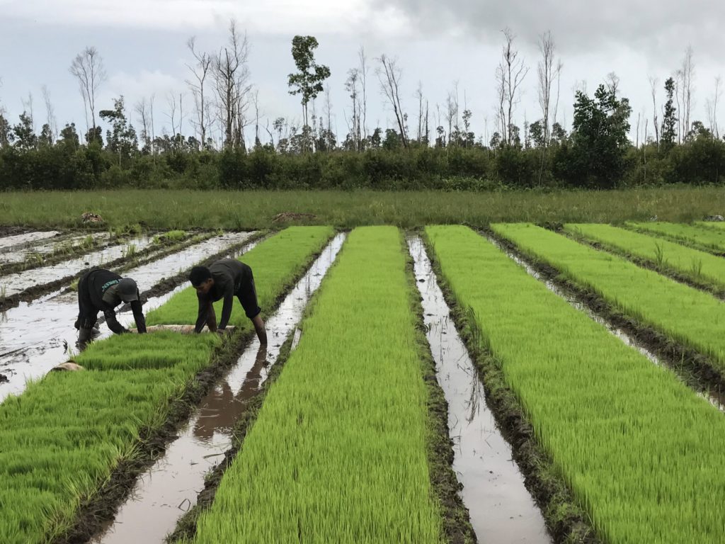 Shallow Peat for Food Security - GLF: Peatlands Matter