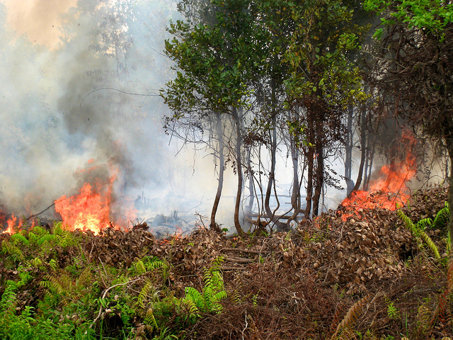Where there's smoke, there's fire - tackling Southeast Asia's haze ...
