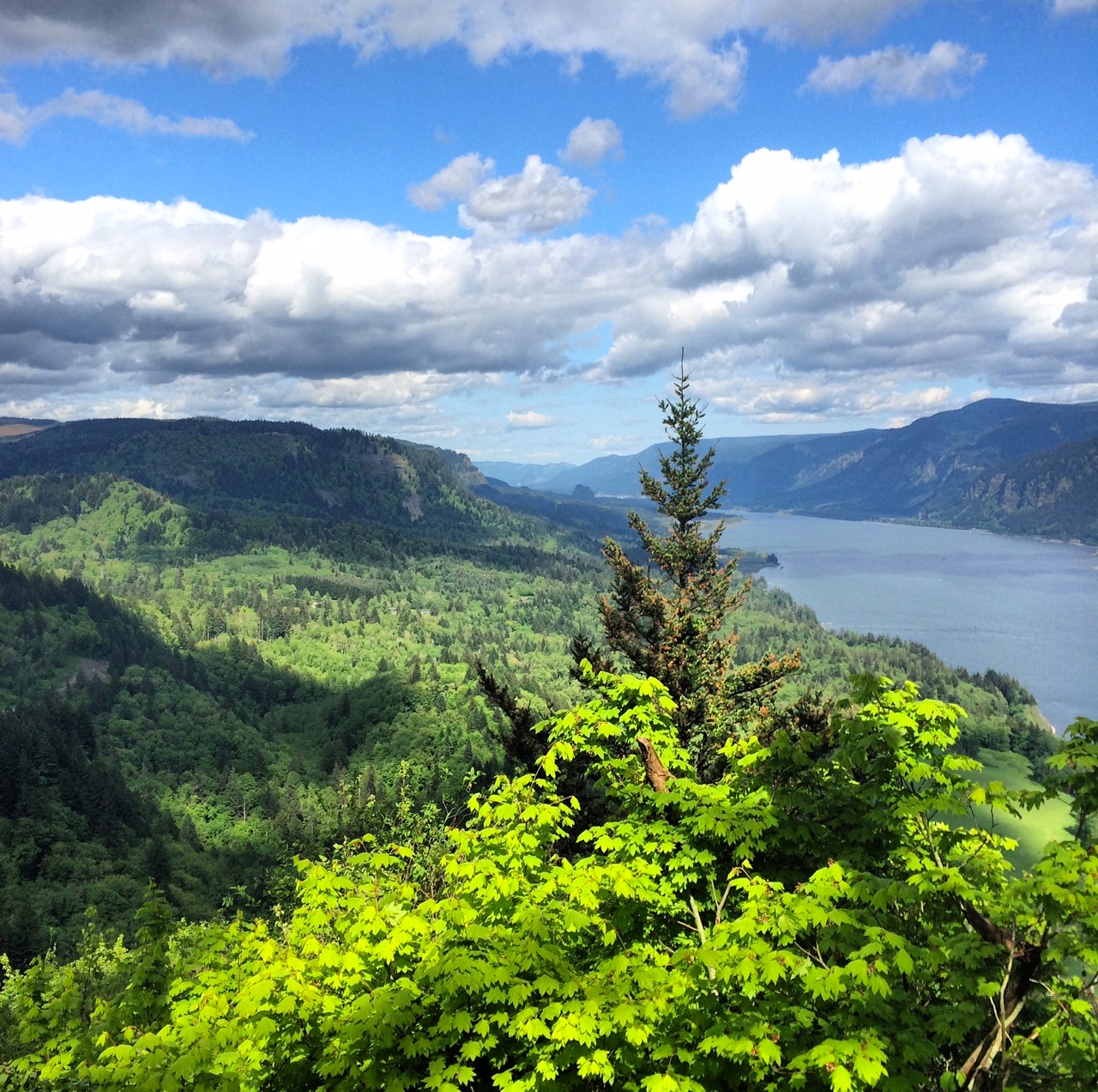 Restoring forest landscapes in the US – it's more than just planting ...