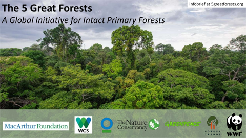 The 5 Great Forests: A Global Initiative for Intact Primary Forests ...